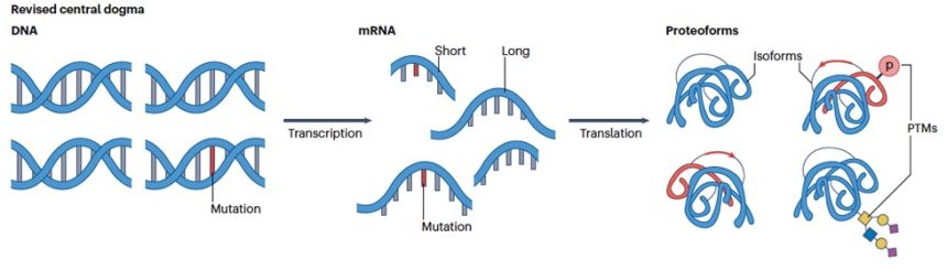 ProteoformX - Deep Proteomics